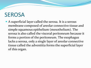DIGESTIVE SYSTEM anatomy and physiology of Bsc nursing pdf/pptx | PDF