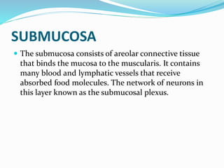 DIGESTIVE SYSTEM anatomy and physiology of Bsc nursing pdf/pptx | PDF