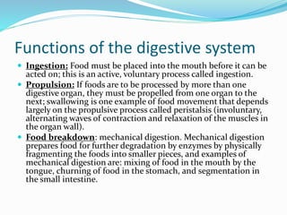 DIGESTIVE SYSTEM anatomy and physiology of Bsc nursing pdf/pptx | PDF