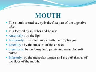 DIGESTIVE SYSTEM anatomy and physiology of Bsc nursing pdf/pptx | PDF