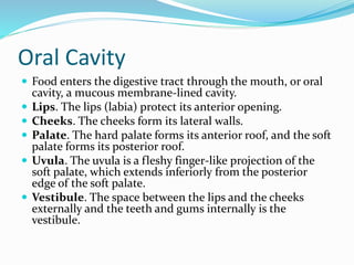 DIGESTIVE SYSTEM anatomy and physiology of Bsc nursing pdf/pptx | PDF