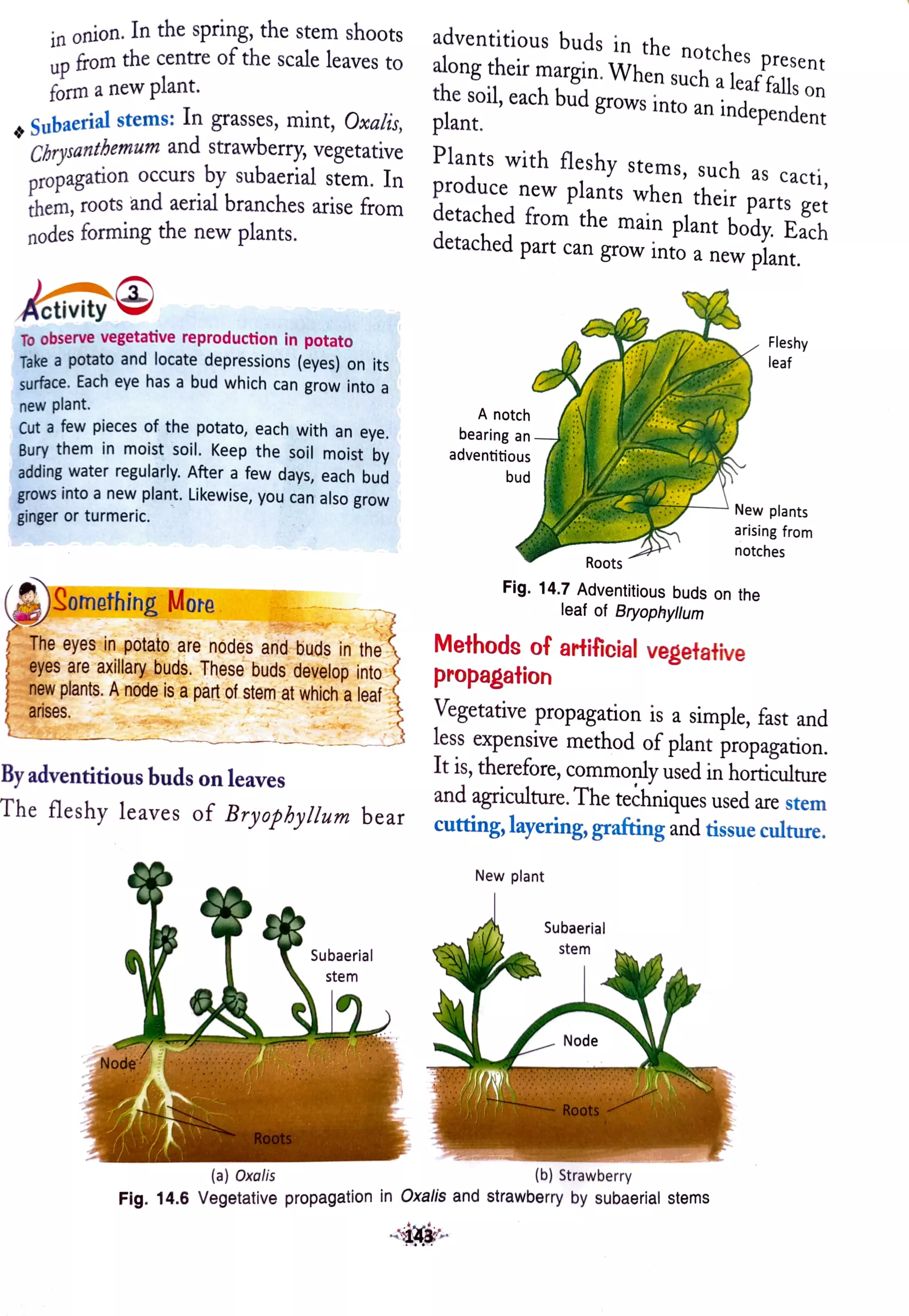 Class 7 Chapter 14 | PDF