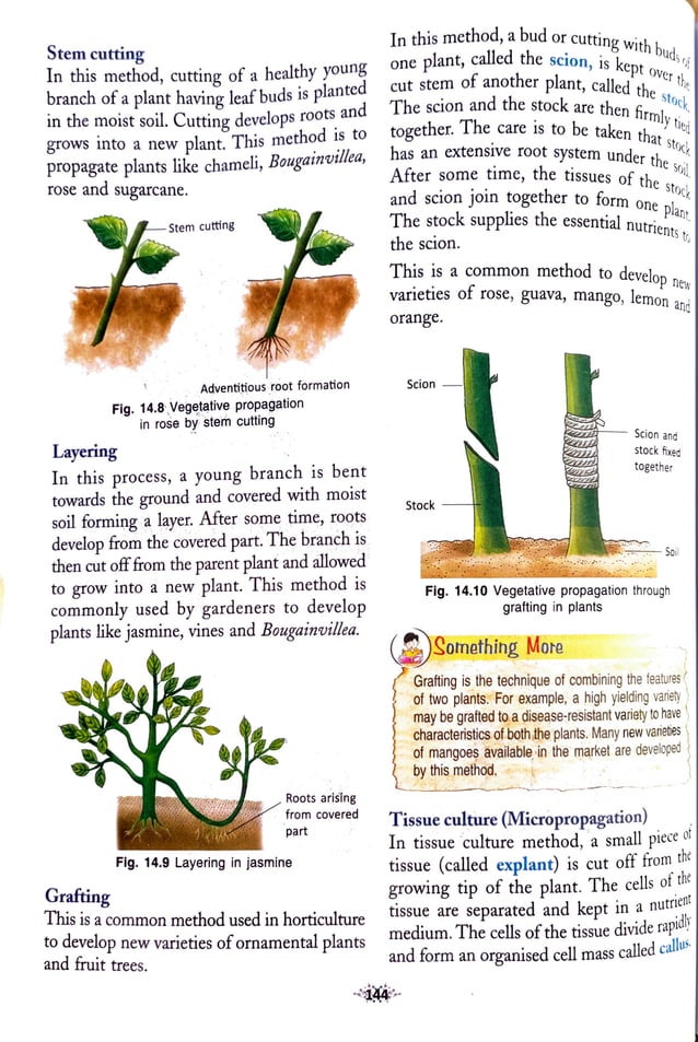 Class 7 Chapter 14 | PDF
