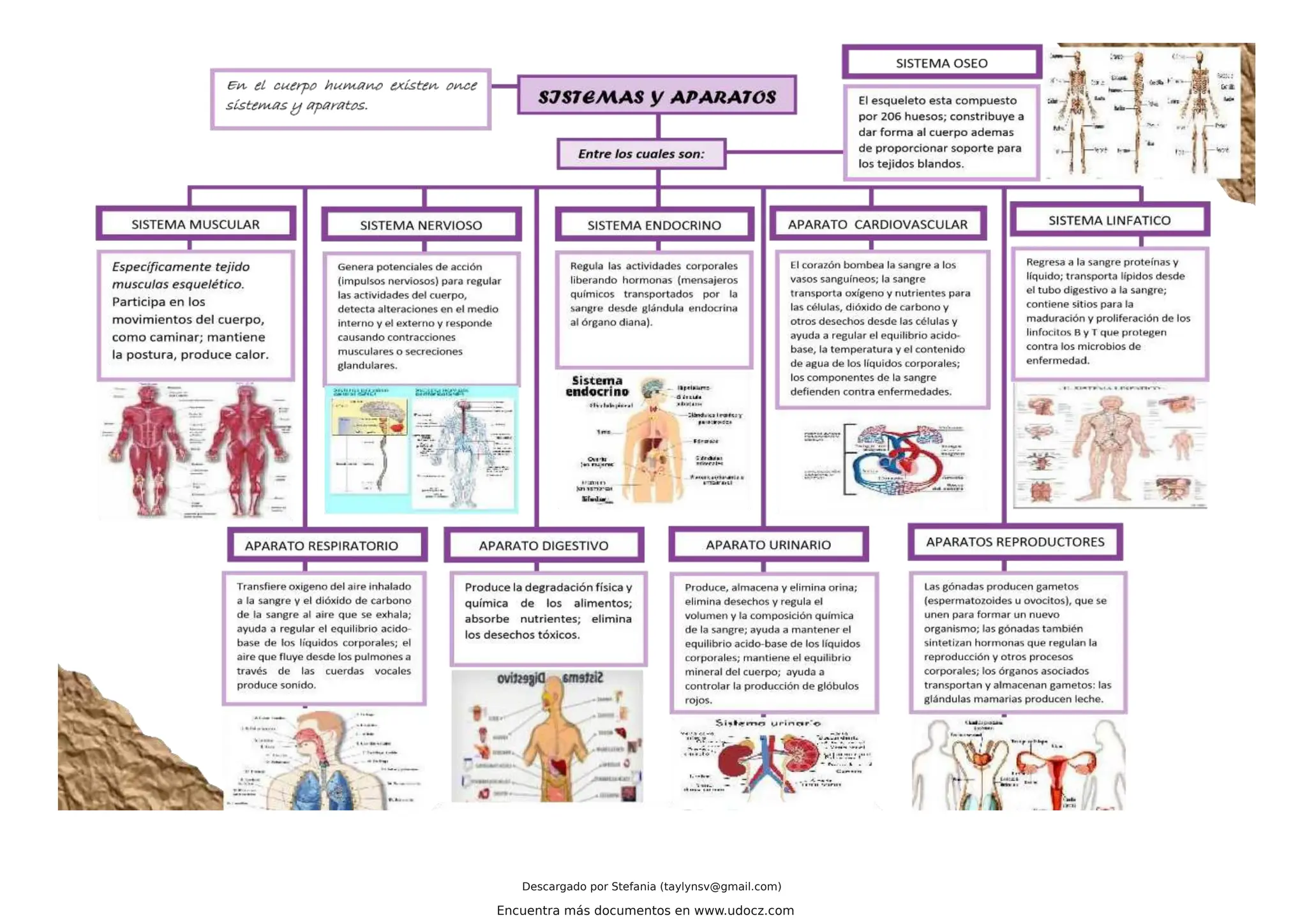 Mapas conceptuales de todos los sistemas del cuerpo humano | PDF