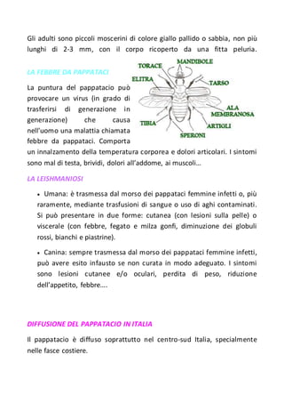 Il pappatacio | PDF