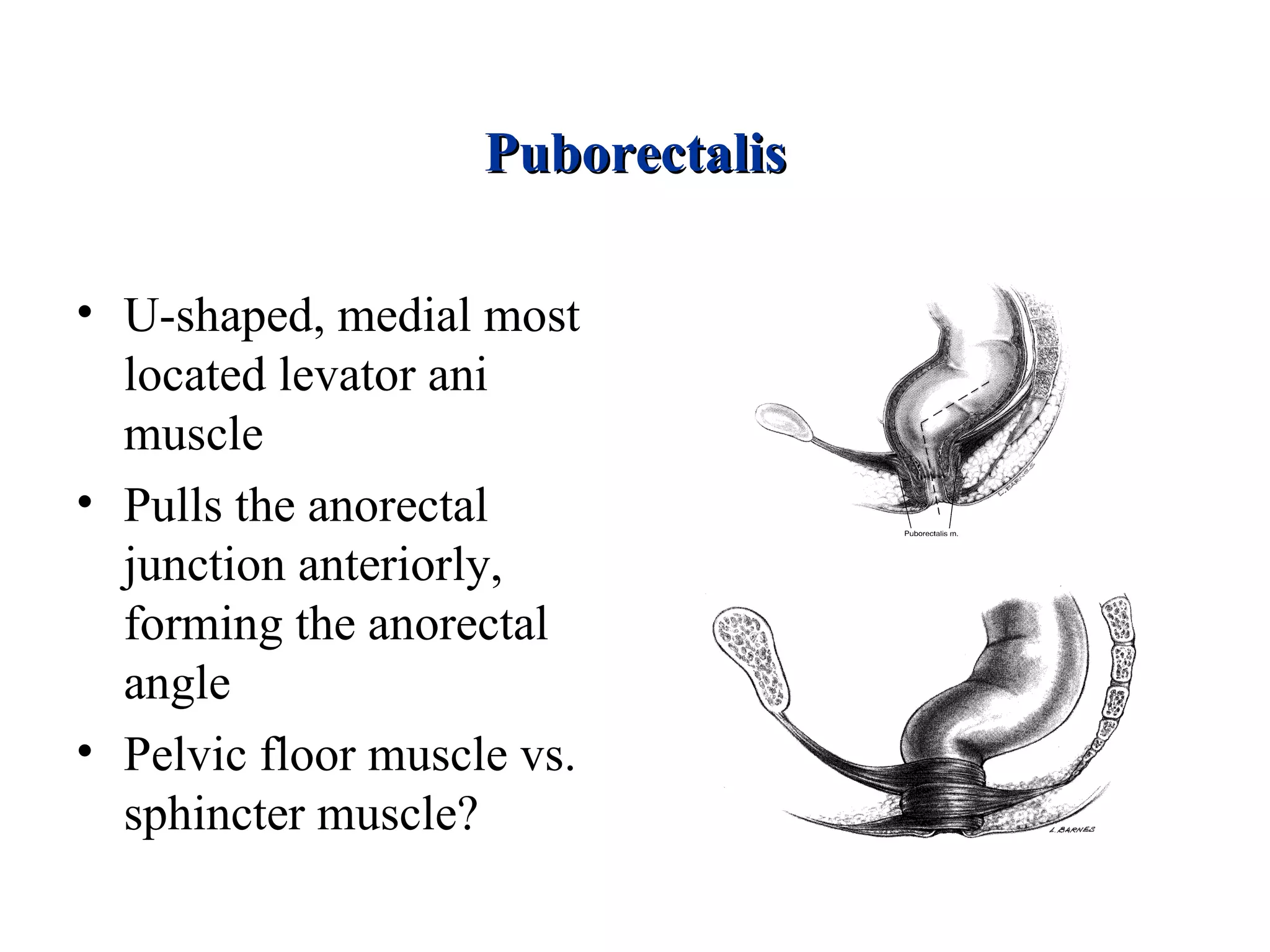 Il pavimento pelvico come unità morfo funzionale meschia | PPT