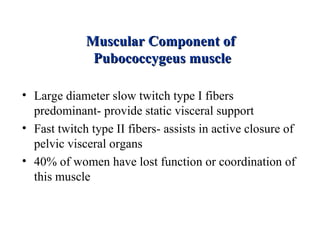 Il pavimento pelvico come unità morfo funzionale meschia | PPT
