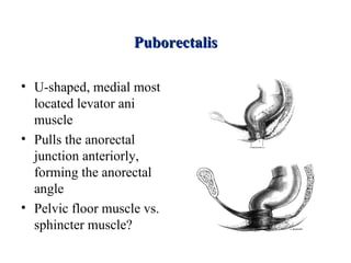 Il pavimento pelvico come unità morfo funzionale meschia | PPT