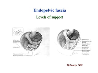Il pavimento pelvico come unità morfo funzionale meschia | PPT