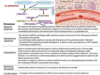 Il sangue | PPTX | Blood Disorders | Diseases and Conditions
