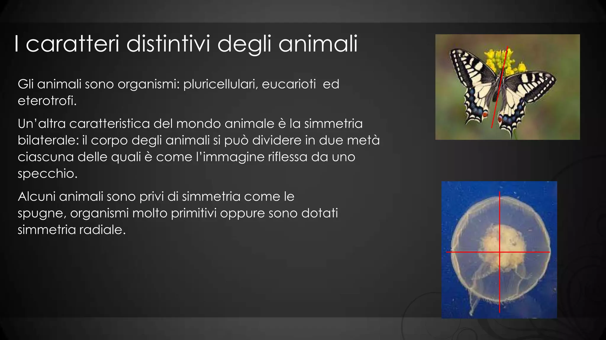 Il regno animale | PPTX
