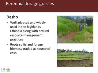 Opportunities for forage improvement through the ILRI Genebank | PDF