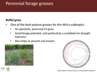 ilri forage grass and legumes gene bank.pptx