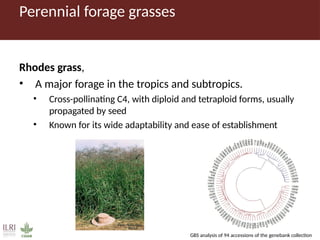 ilri forage grass and legumes gene bank.pptx