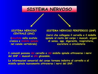 Il secondo cervello umano, l'intestino e le sue attività | PPT