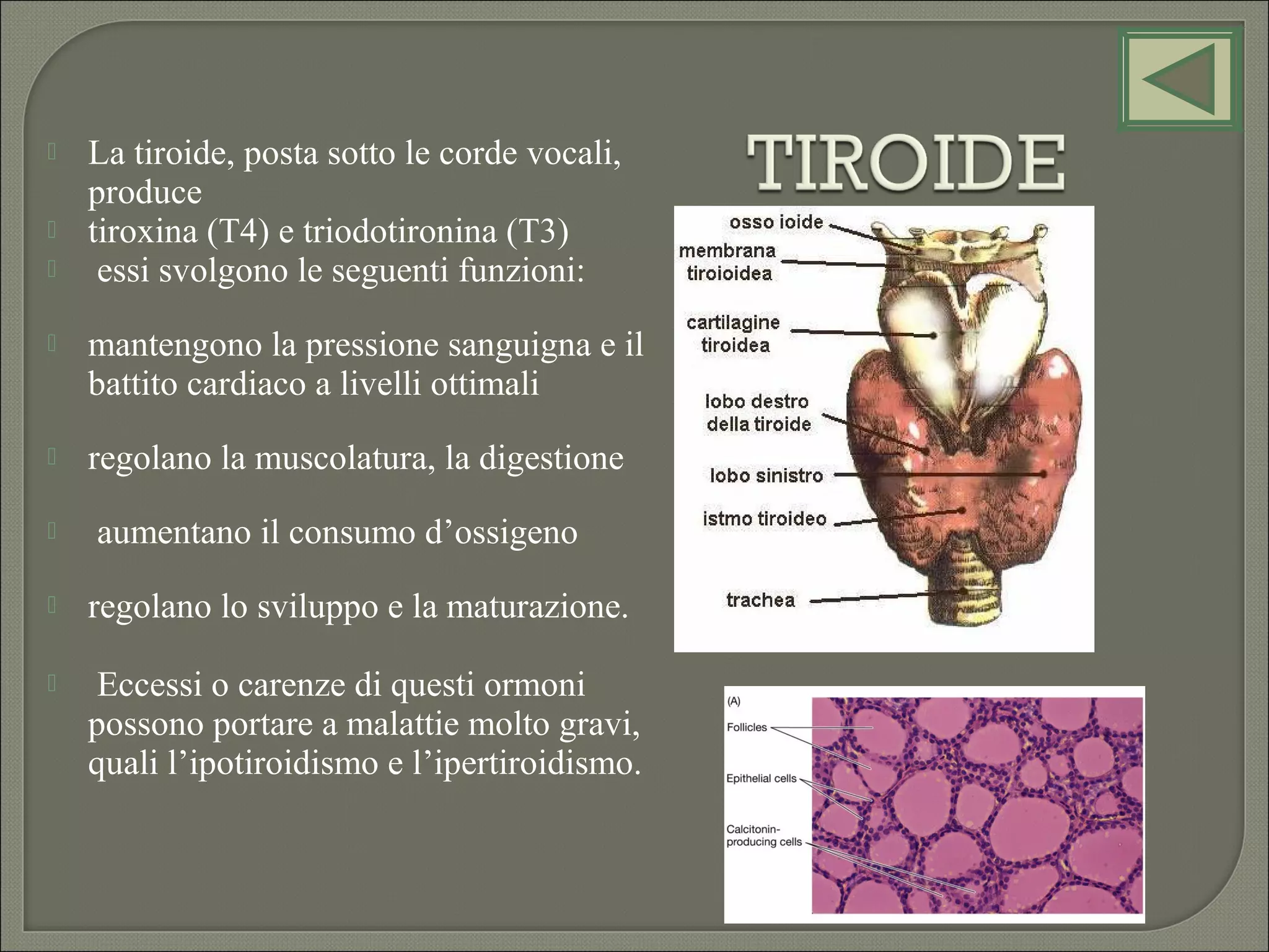 Il sistema endocrino | PPT