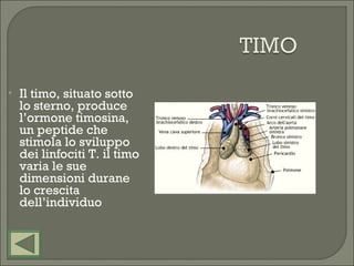 Il sistema endocrino | PPT