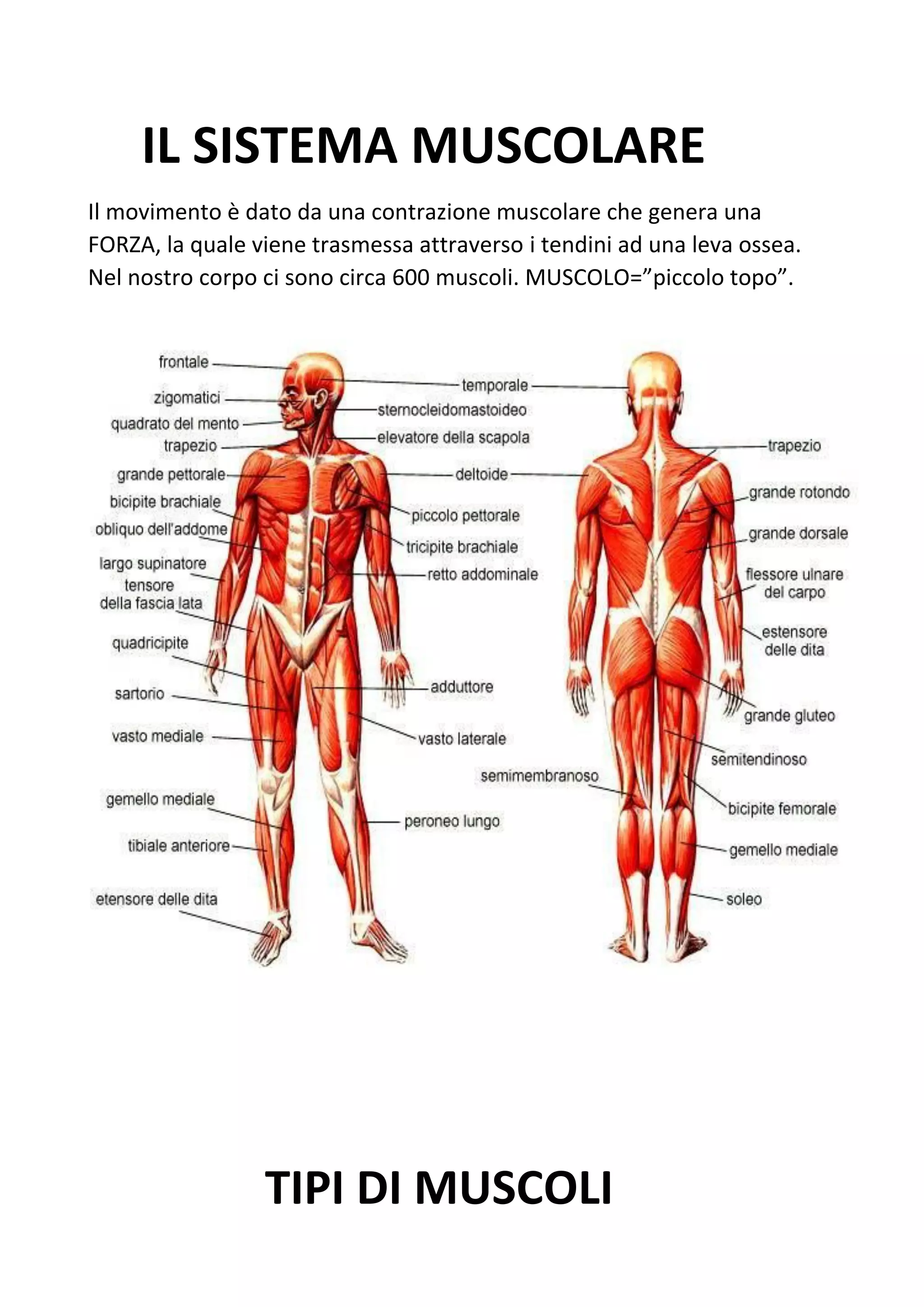 Il sistema muscolare | PDF