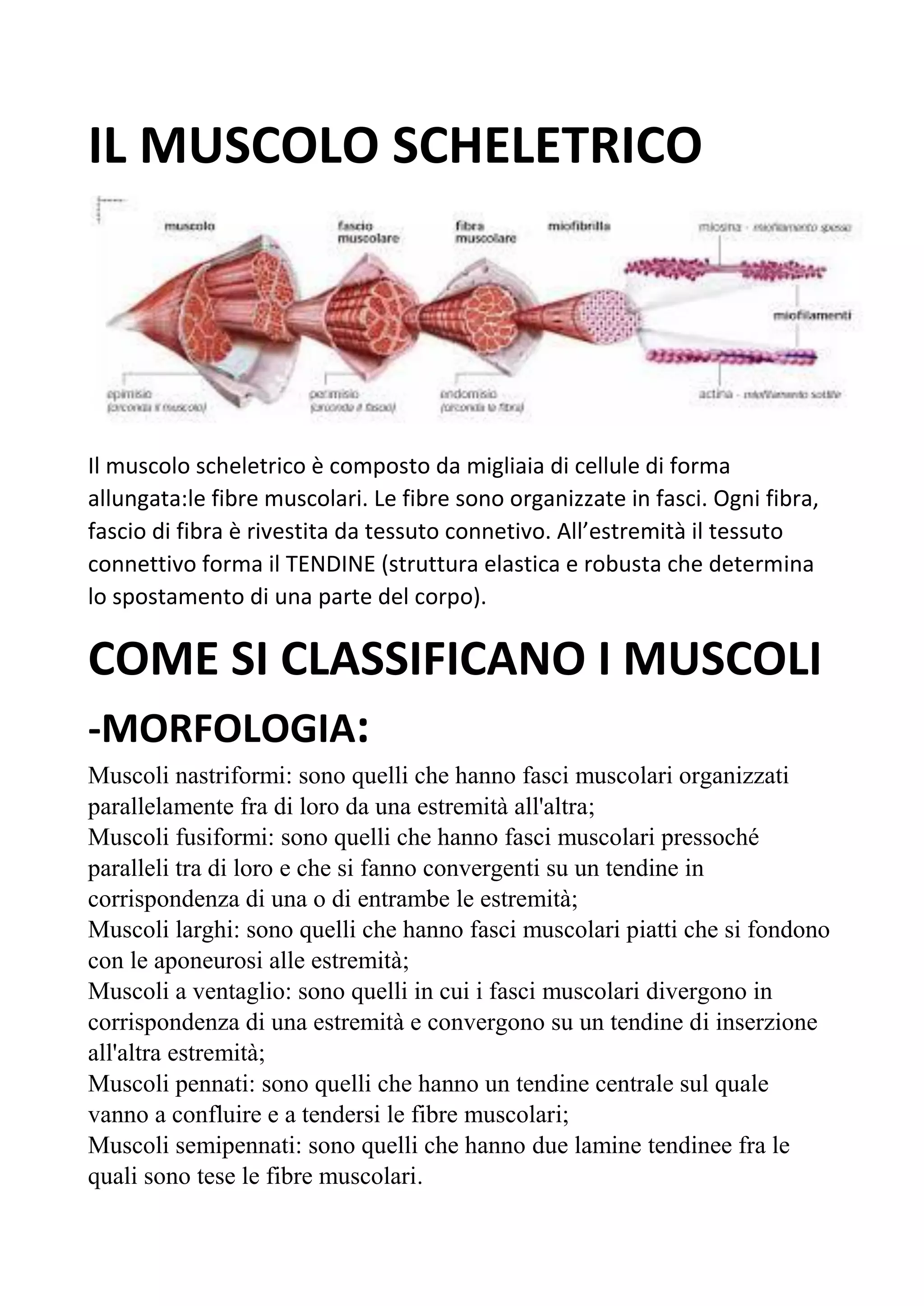 Il sistema muscolare | PDF