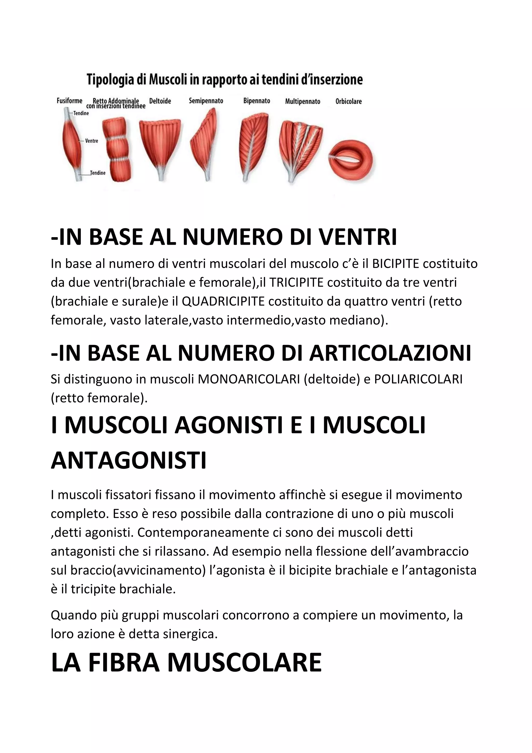 Il sistema muscolare | PDF