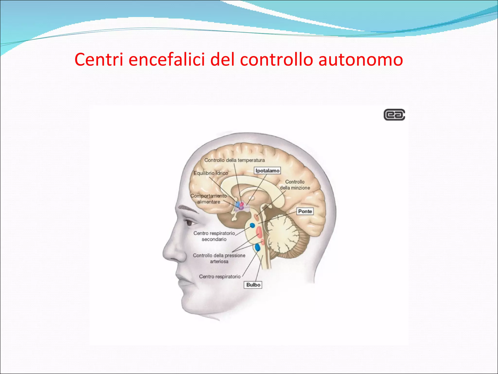Il sistema nervoso autonomo (sna) | PPT