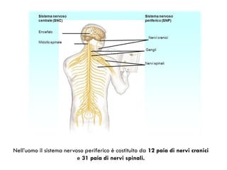 Il sistema nervoso | PDF