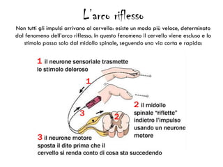 Il sistema nervoso | PDF