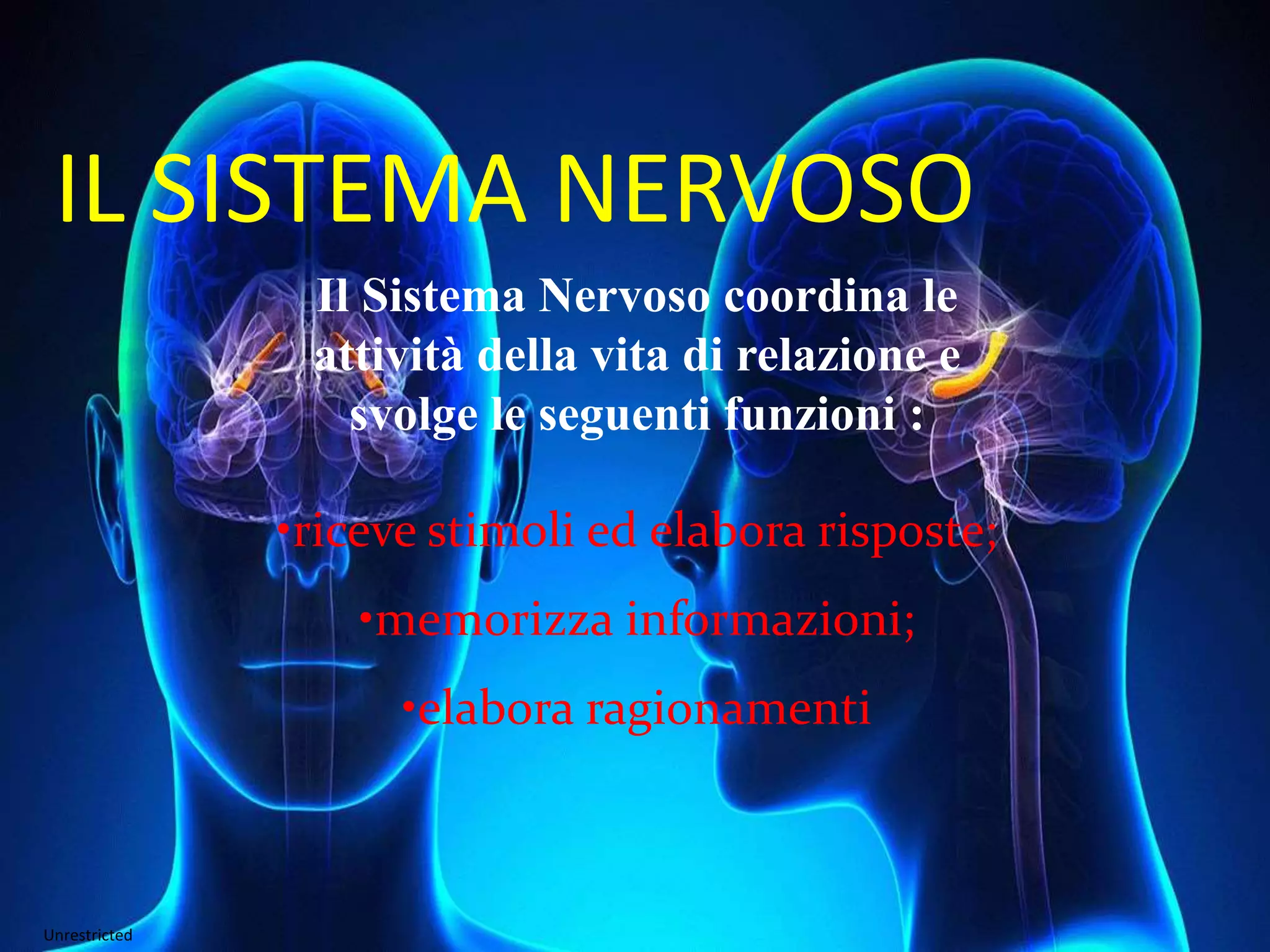 Il sistema nervoso le droge e l' alcol | PPTX