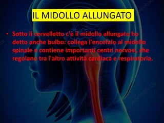 Il sistema nervoso le droge e l' alcol | PPTX