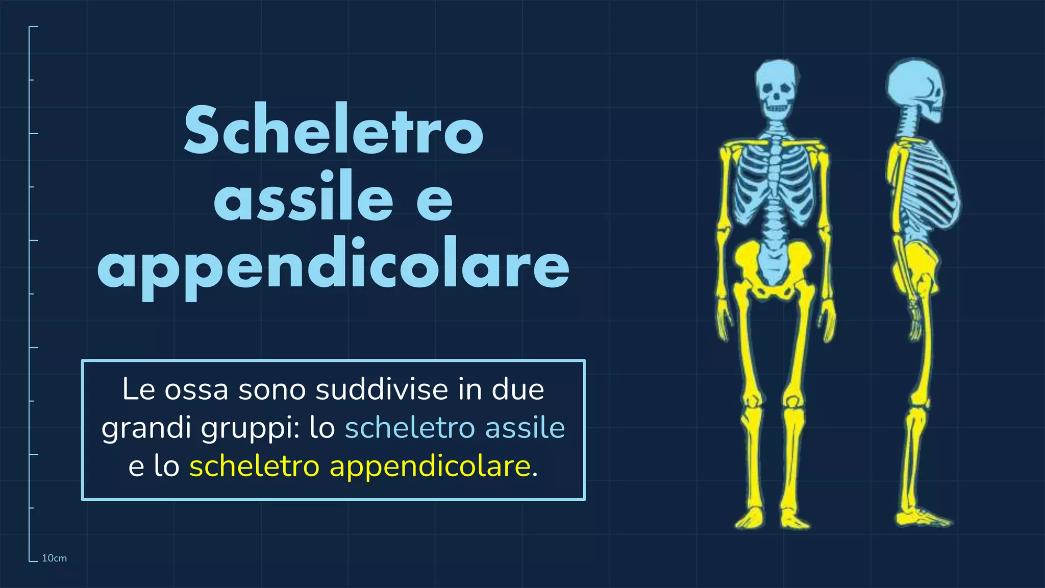 Il sistema scheletrico.pptx