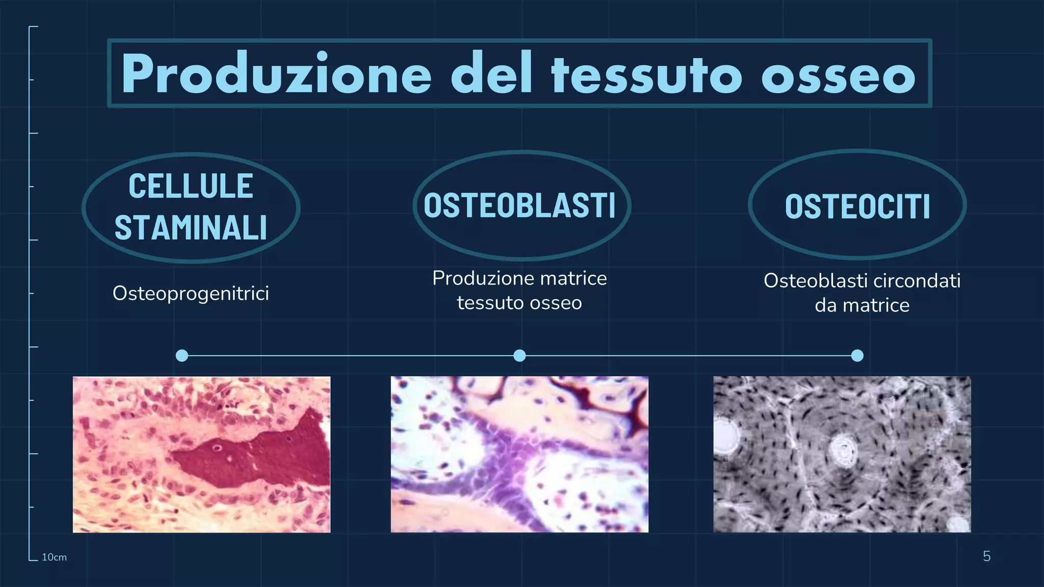 Il sistema scheletrico.pptx