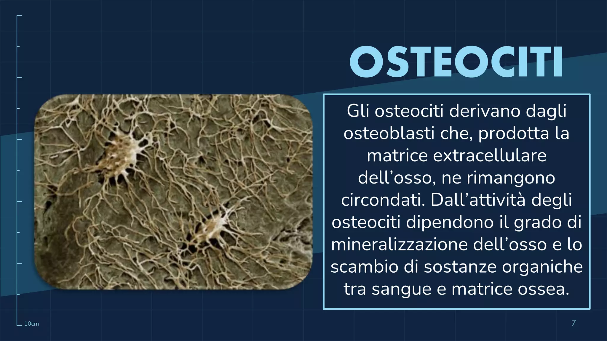 Il sistema scheletrico.pptx