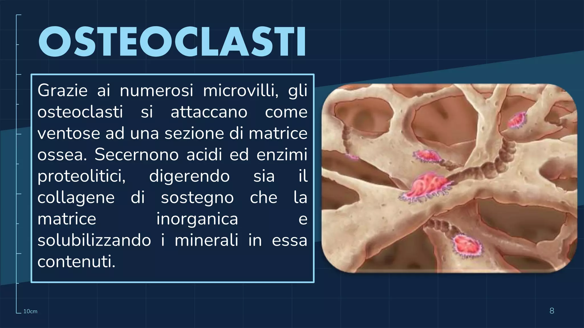 Il sistema scheletrico.pptx