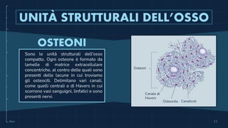 Il sistema scheletrico.pptx