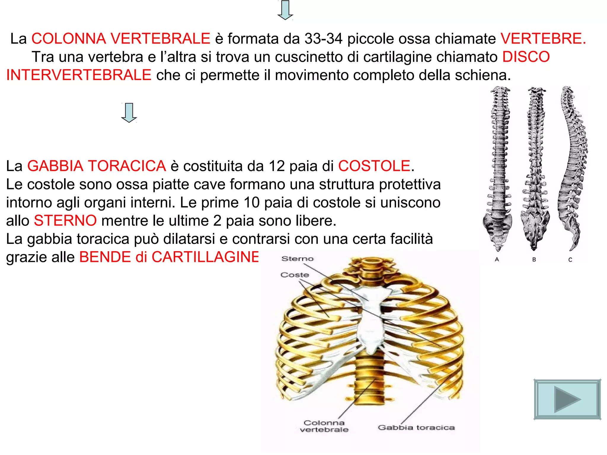 Il sisteme scheletrico | PPT