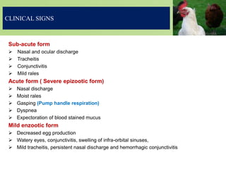 Infectious laryngeotracheitis | PPTX | Infectious Diseases | Diseases ...