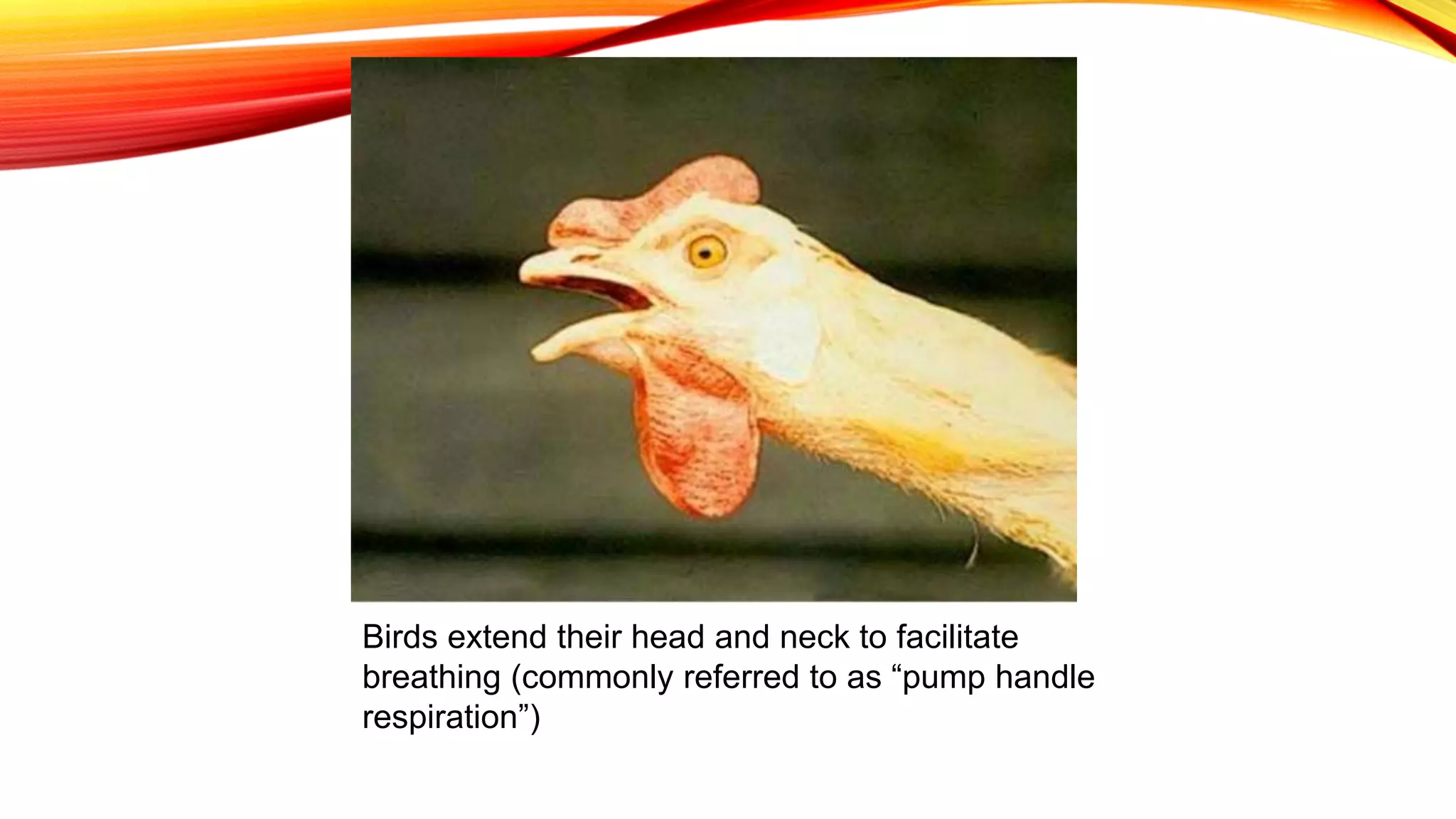 Infectious laryngotracheitis - poultry | PPTX