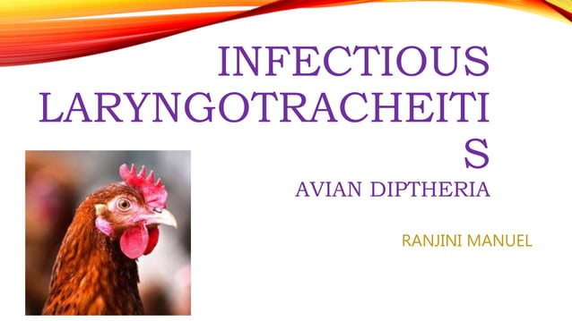 Infectious laryngotracheitis - poultry | PPTX | Infectious Diseases ...