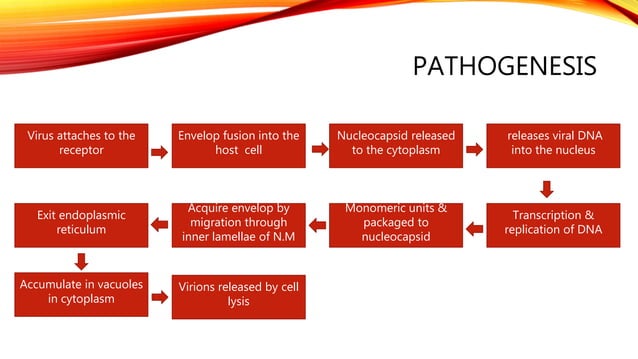 Infectious laryngotracheitis - poultry | PPTX | Infectious Diseases ...