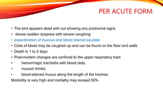 Infectious laryngotracheitis - poultry | PPTX
