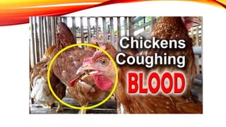 Infectious laryngotracheitis - poultry | PPTX