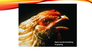 Infectious laryngotracheitis - poultry | PPTX