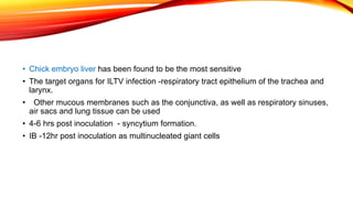 Infectious laryngotracheitis - poultry | PPTX