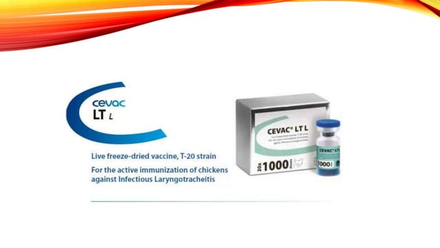 Infectious laryngotracheitis - poultry | PPTX | Infectious Diseases ...