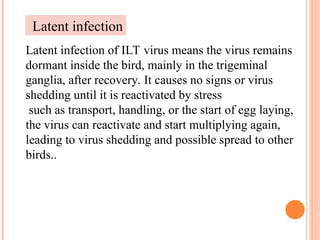 infectious laryngotracheitis of birds (ILT) .ppt