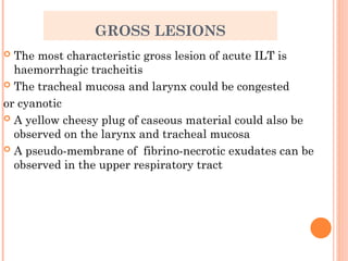 infectious laryngotracheitis of birds (ILT) .ppt