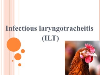 infectious laryngotracheitis of birds (ILT) .ppt