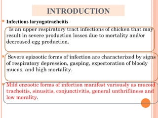 infectious laryngotracheitis of birds (ILT) .ppt