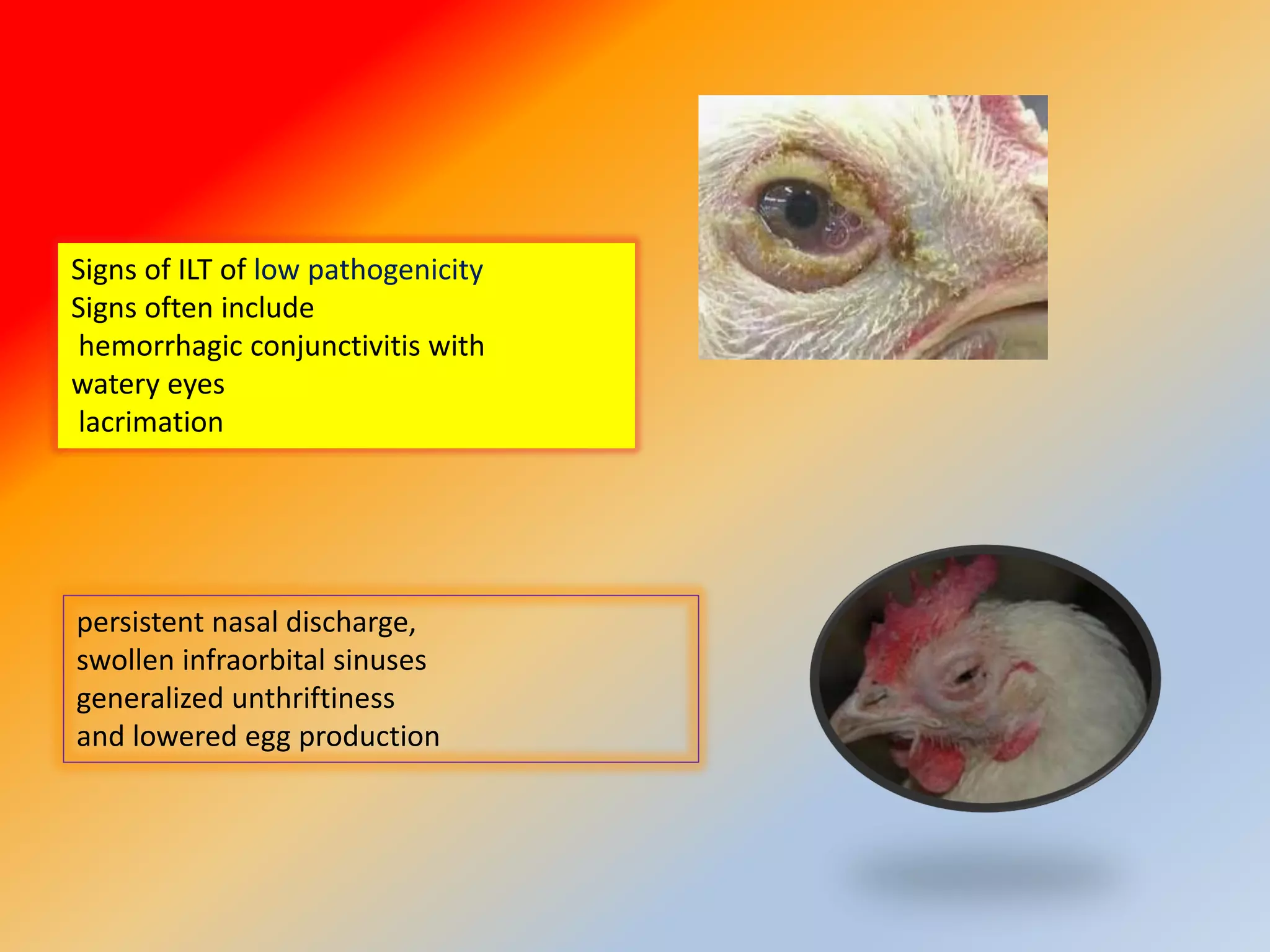 ILT infectious laryngiotrachitis.pdf