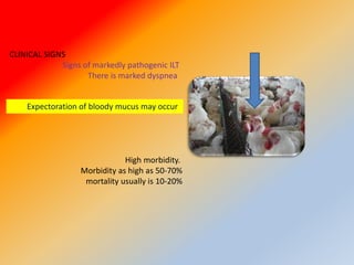 ILT infectious laryngiotrachitis.pdf